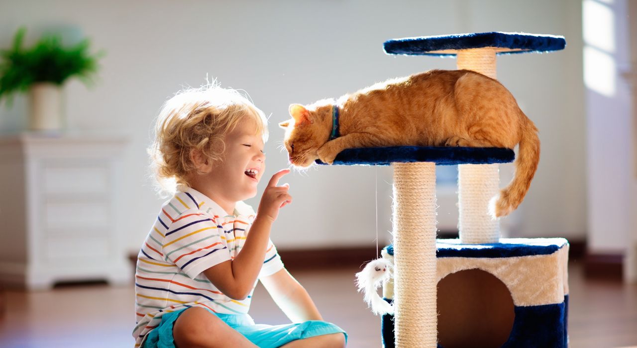 How Do Cats Find Their Way Back Home? (2024) - Patz meow