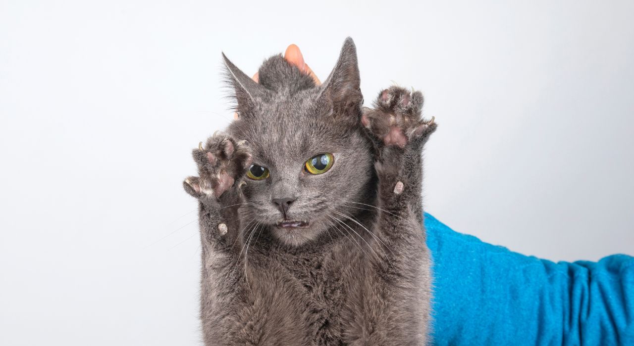 How to Punish A Cat: Golden Rules in 2024 - Patz meow