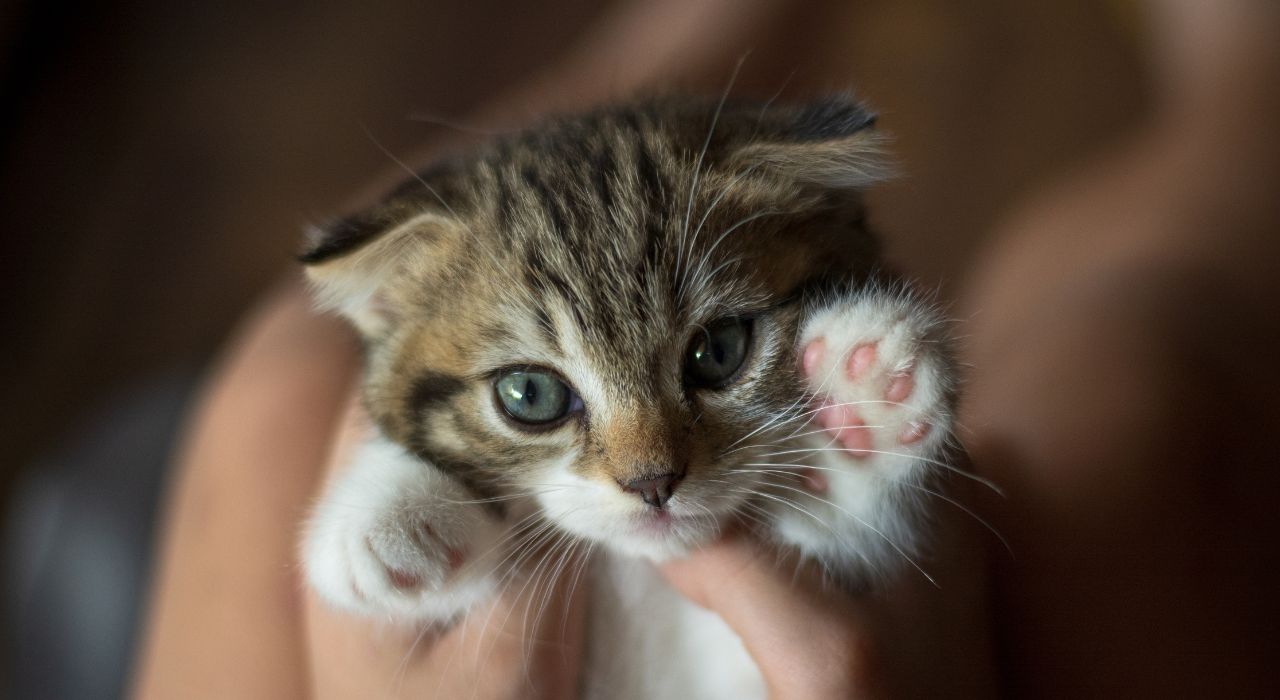 How to Wean Kittens From Their Mother? (2024) - Patz meow