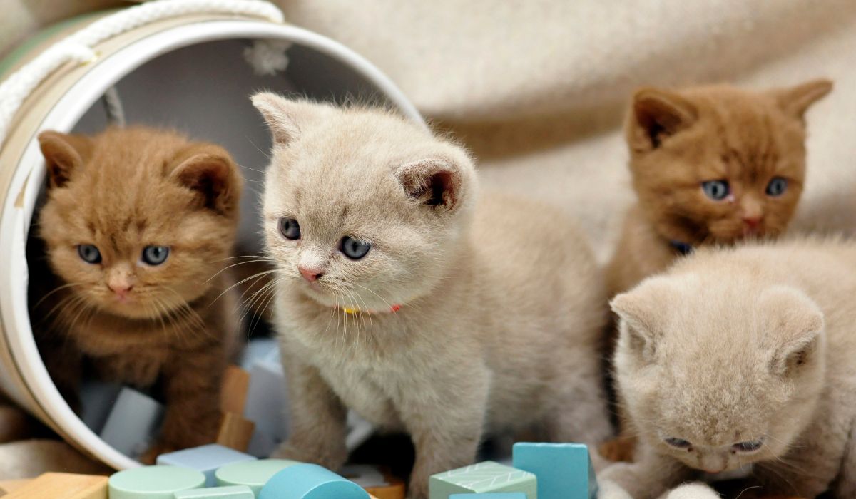 Names for Cats: Beautiful and Incredible Names for Cat in 2024 - Patz meow