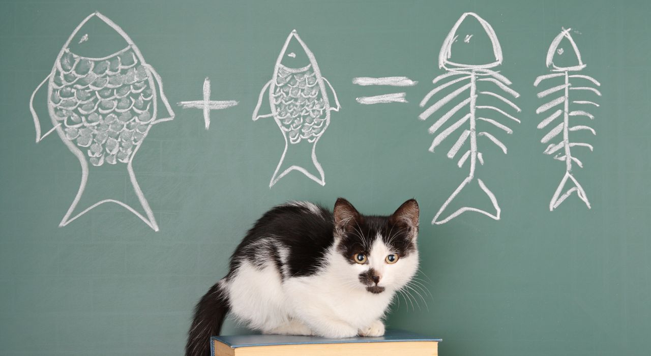 Tricks to Teach Your Cat (2024) - Patz meow Tricks to Teach Your Cat (2024) - Patz meow